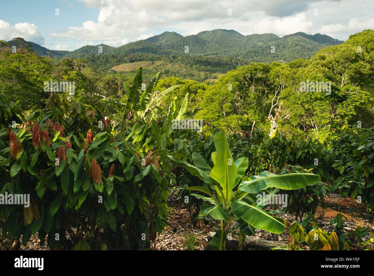 Organic and environmental friendly Cacao production in coexistence with ...
