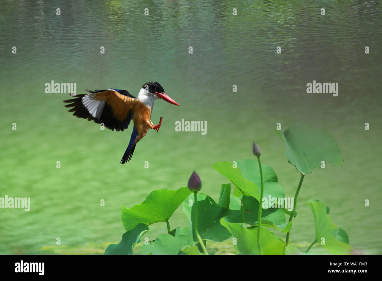 Jade birds hi-res stock photography and images - Alamy