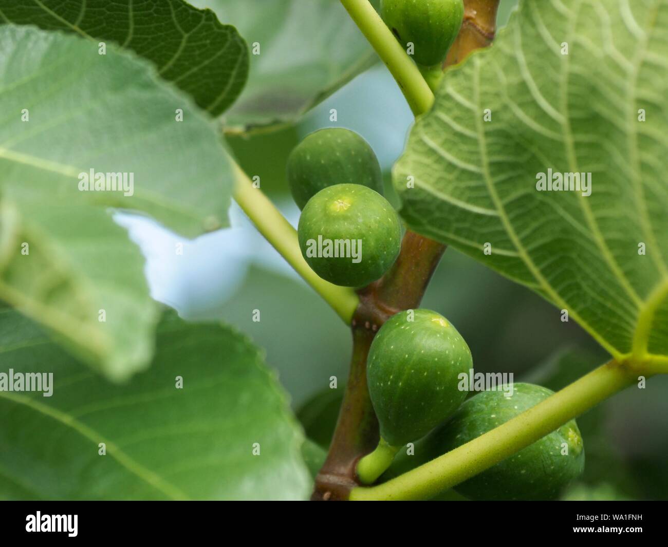 Macro of figs on a fig tree Stock Photo - Alamy