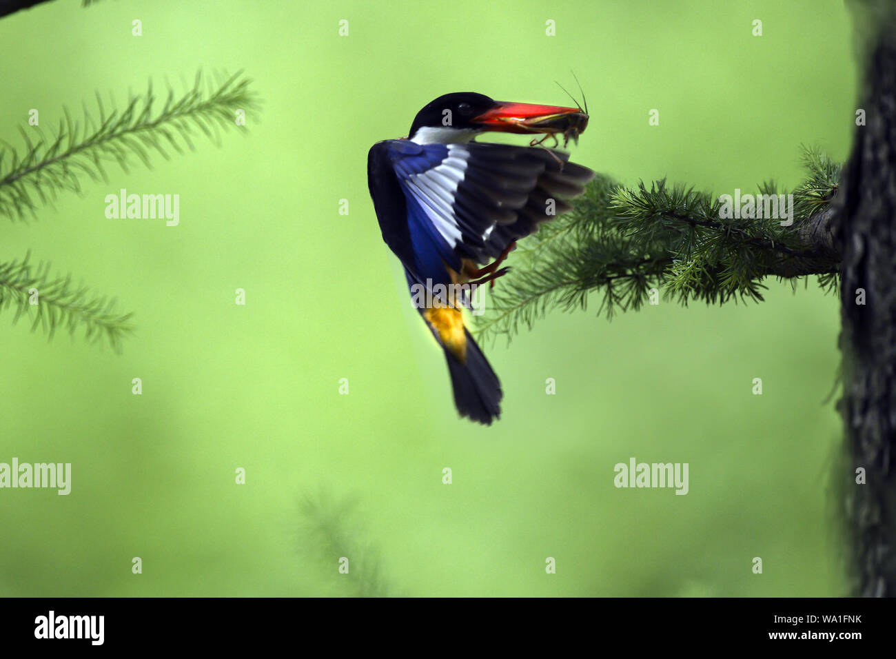 Blue jade bird Stock Photo - Alamy