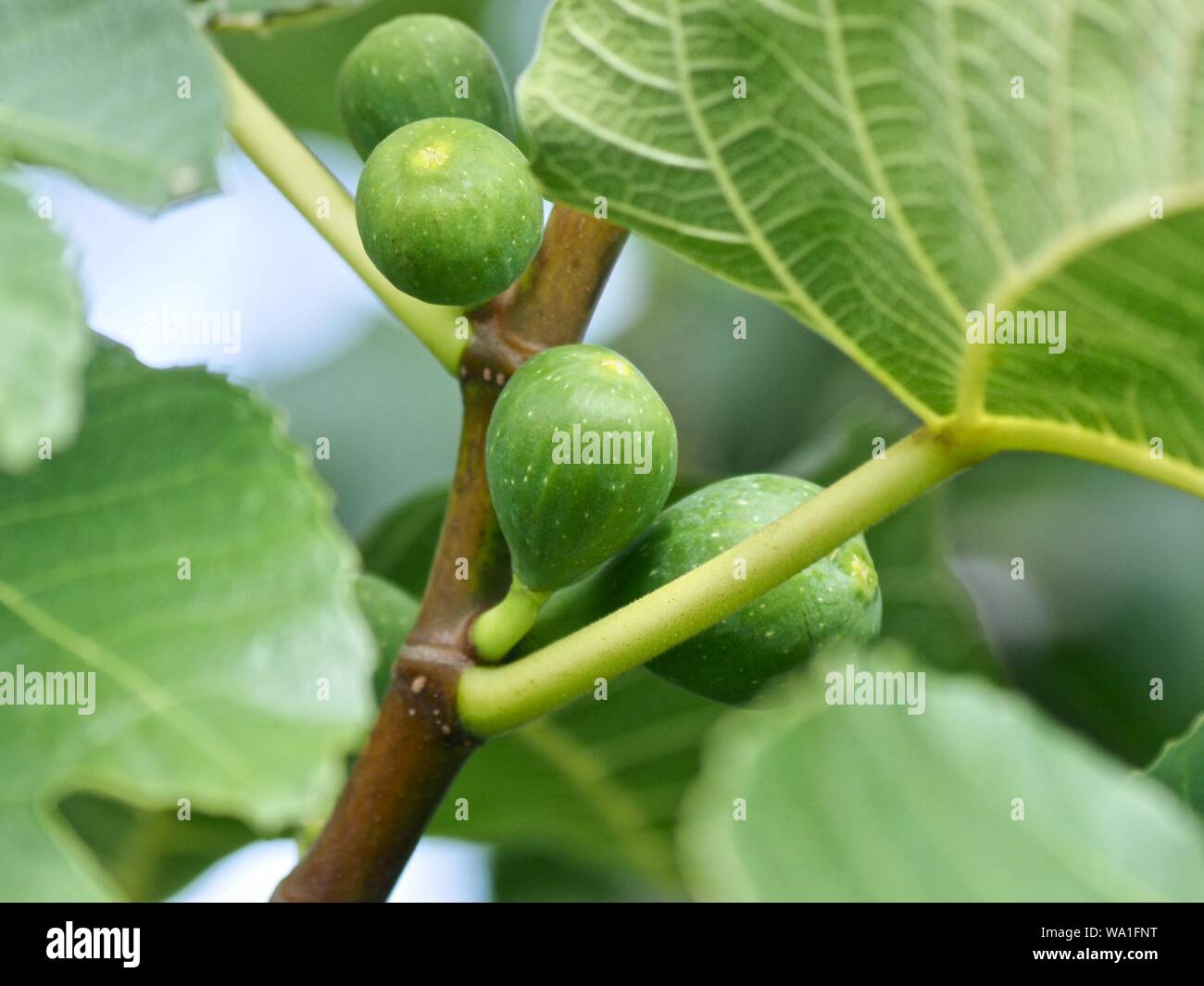 Macro of figs on a fig tree Stock Photo - Alamy