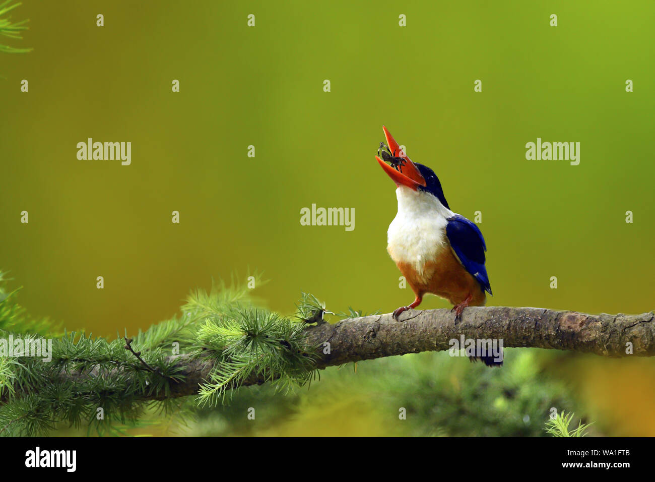 Blue jade bird Stock Photo - Alamy