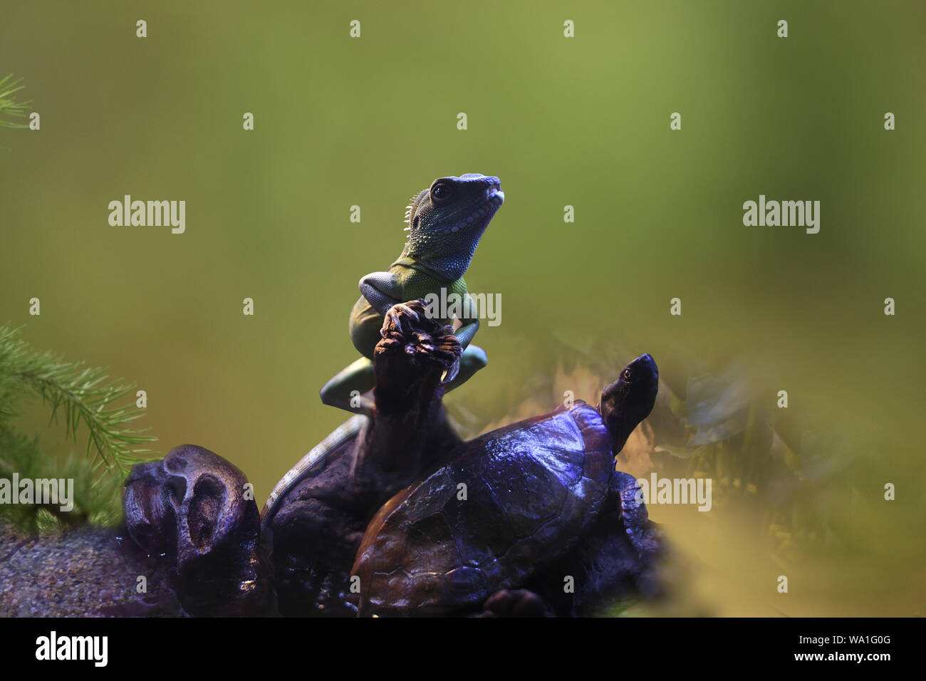The chameleon and the maple leaf turtle Stock Photo - Alamy