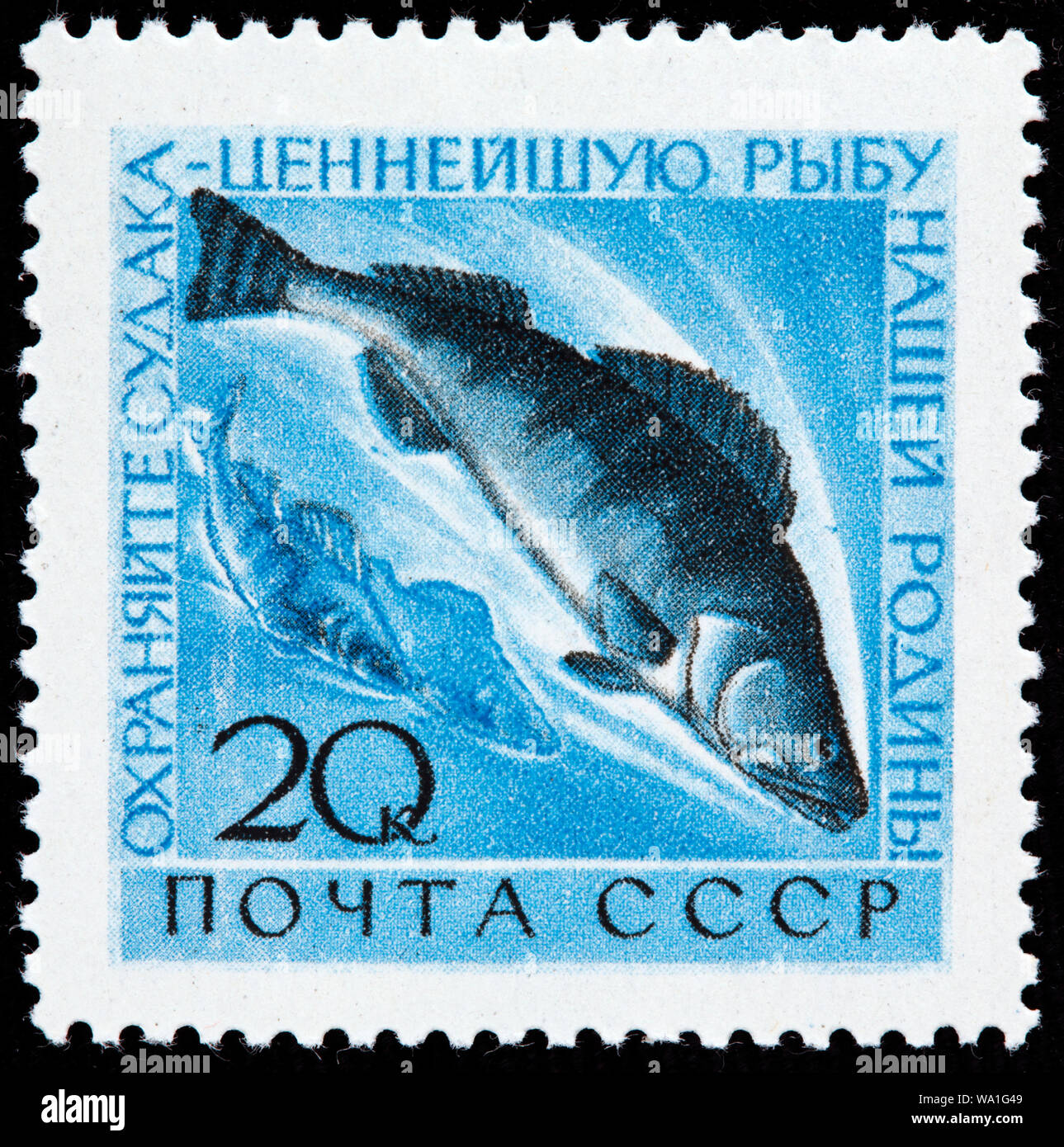 Russian perch hi-res stock photography and images - Alamy