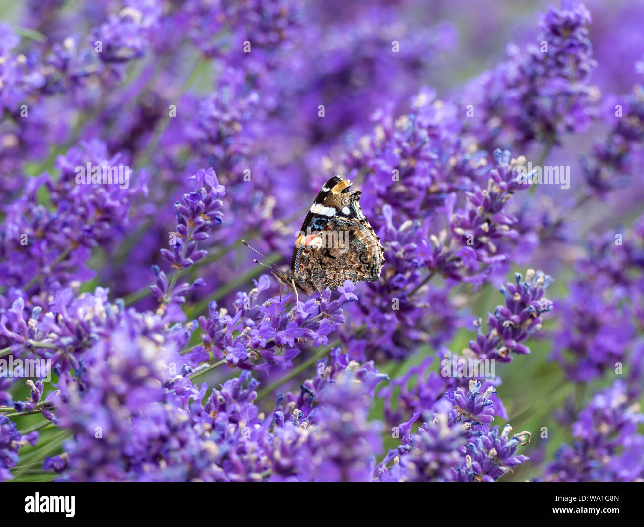 Vanessa atalanta, the red admiral butterfly on lavender Stock Photo - Alamy