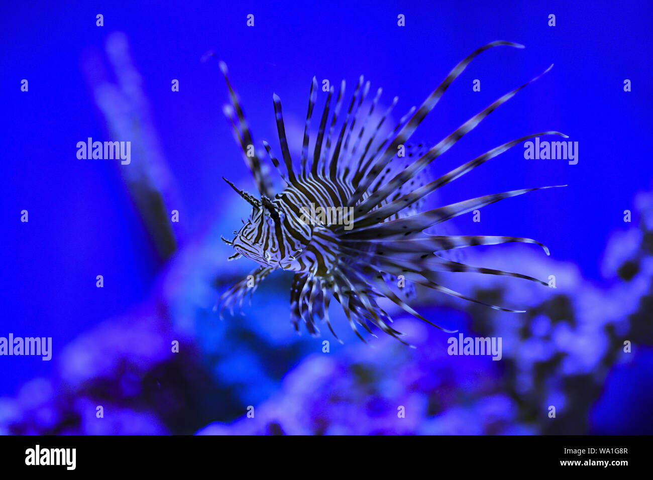 The lion fish Stock Photo - Alamy