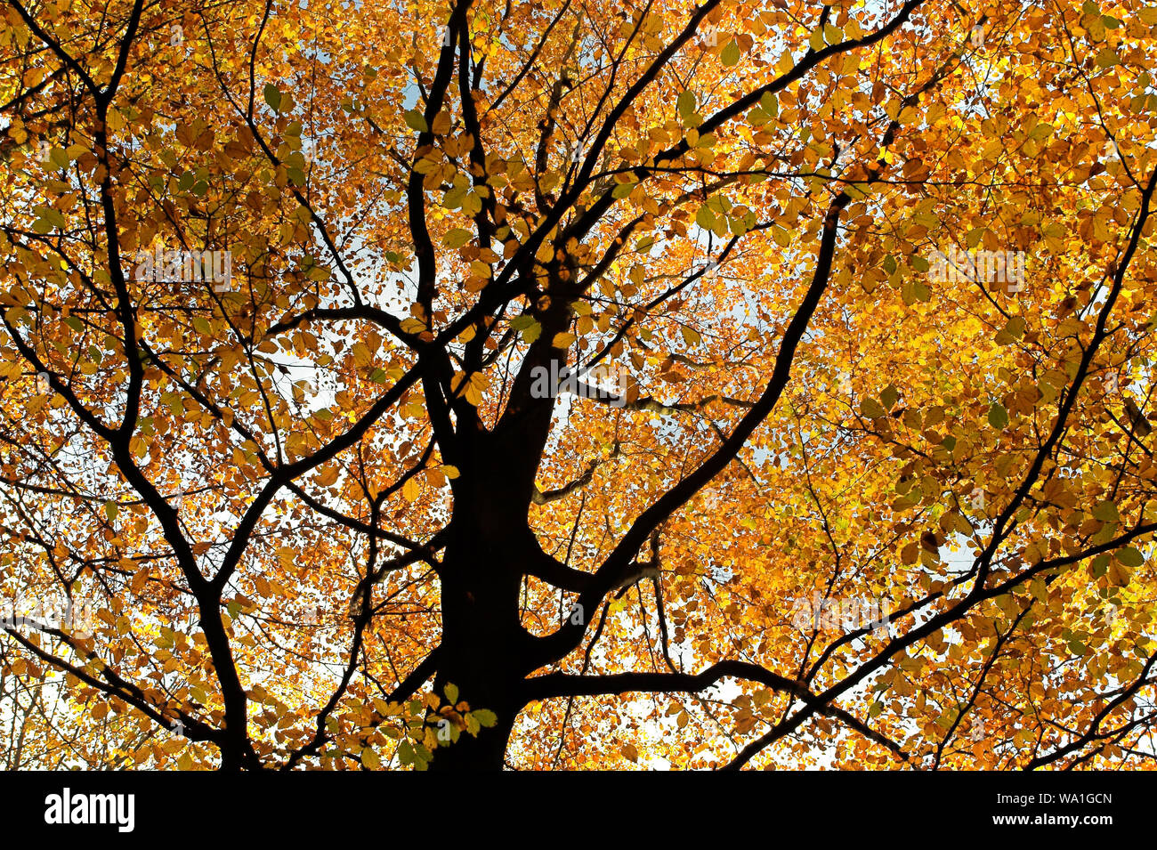 Tree top in the fall, with golden leaves every where Stock Photo - Alamy