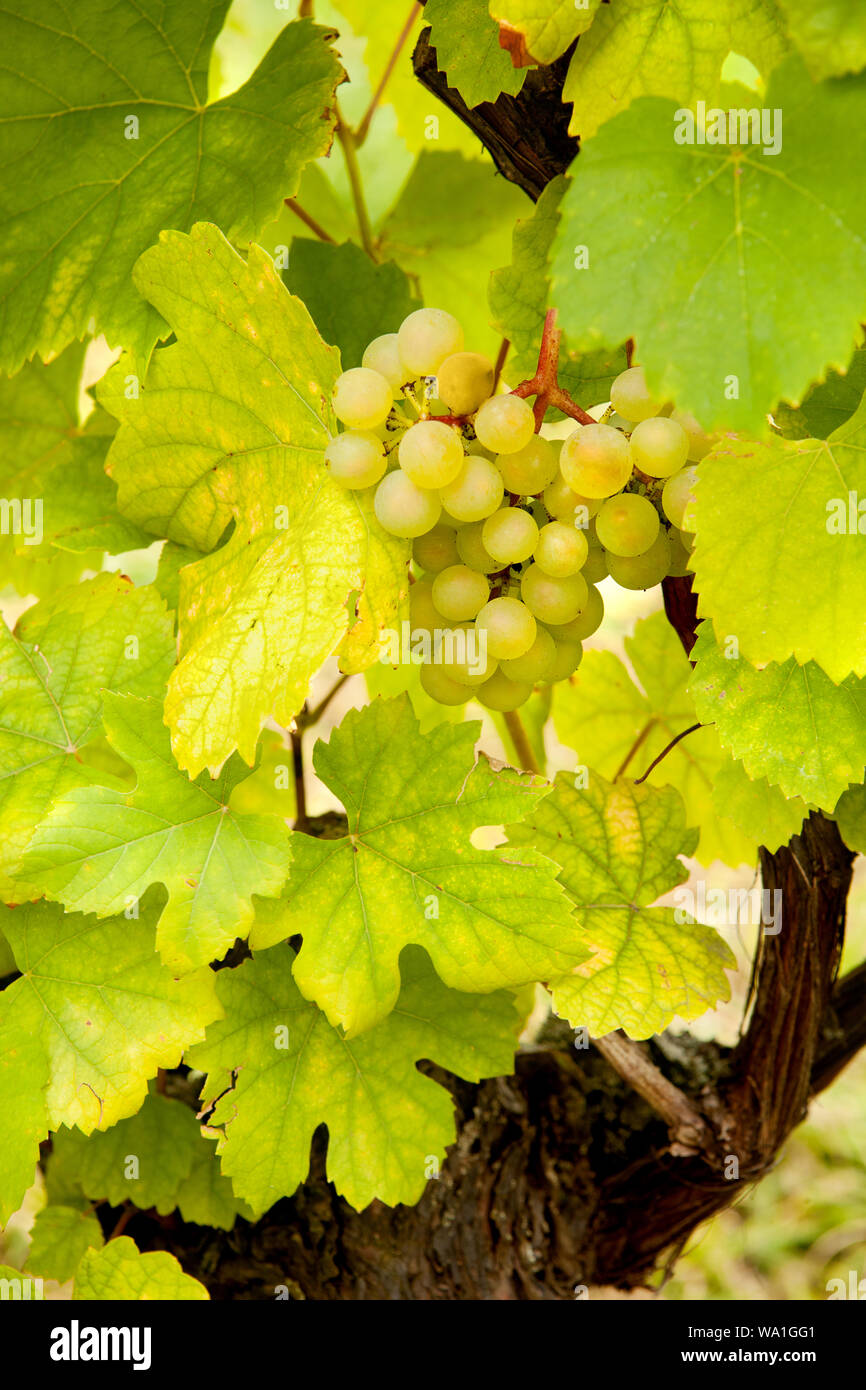 Small cluster of grapes hanging on a grapevine in Alsace, France Stock ...
