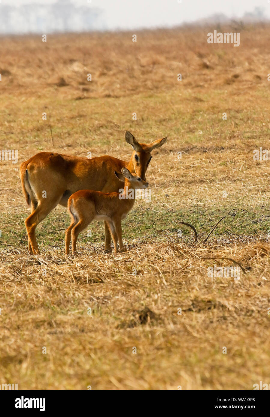 Fermale and Baby of Puku (Kobus vardonii), African antelope. Busanga ...