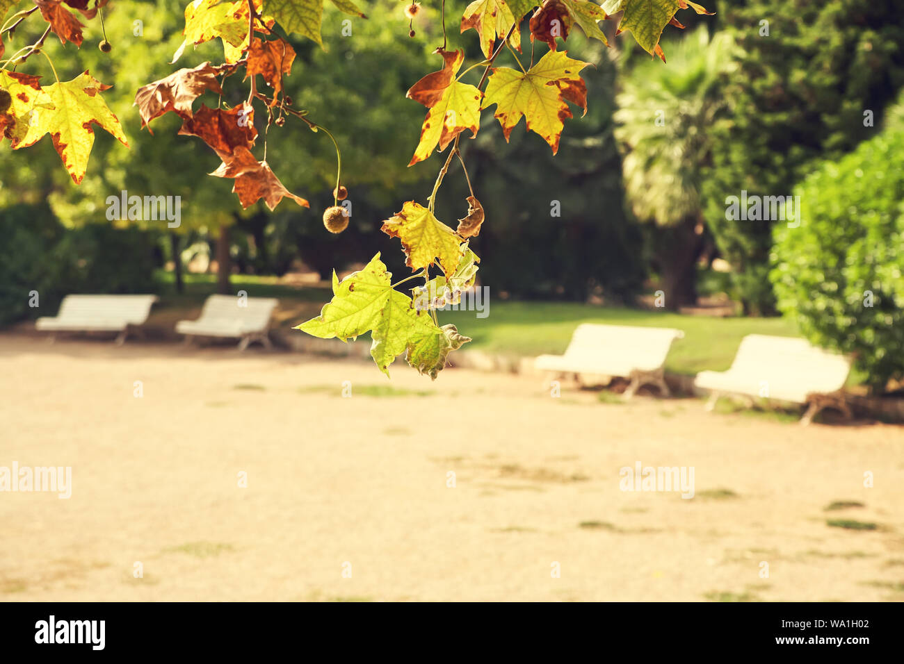 sycamore branch with yellow leaves in a park. autumn nature background ...