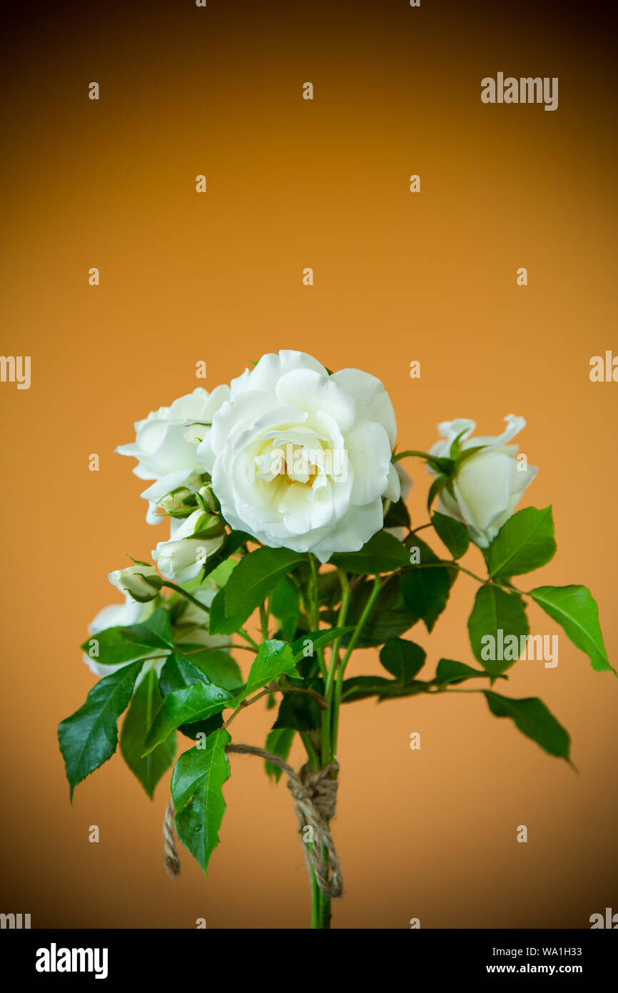bouquet of beautiful white roses on a orange Stock Photo - Alamy