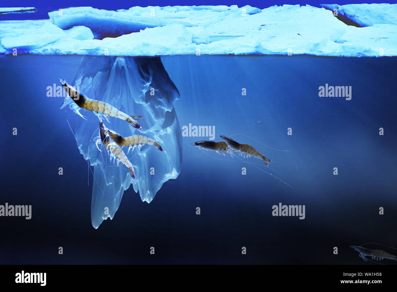 Live shrimp hi-res stock photography and images - Alamy