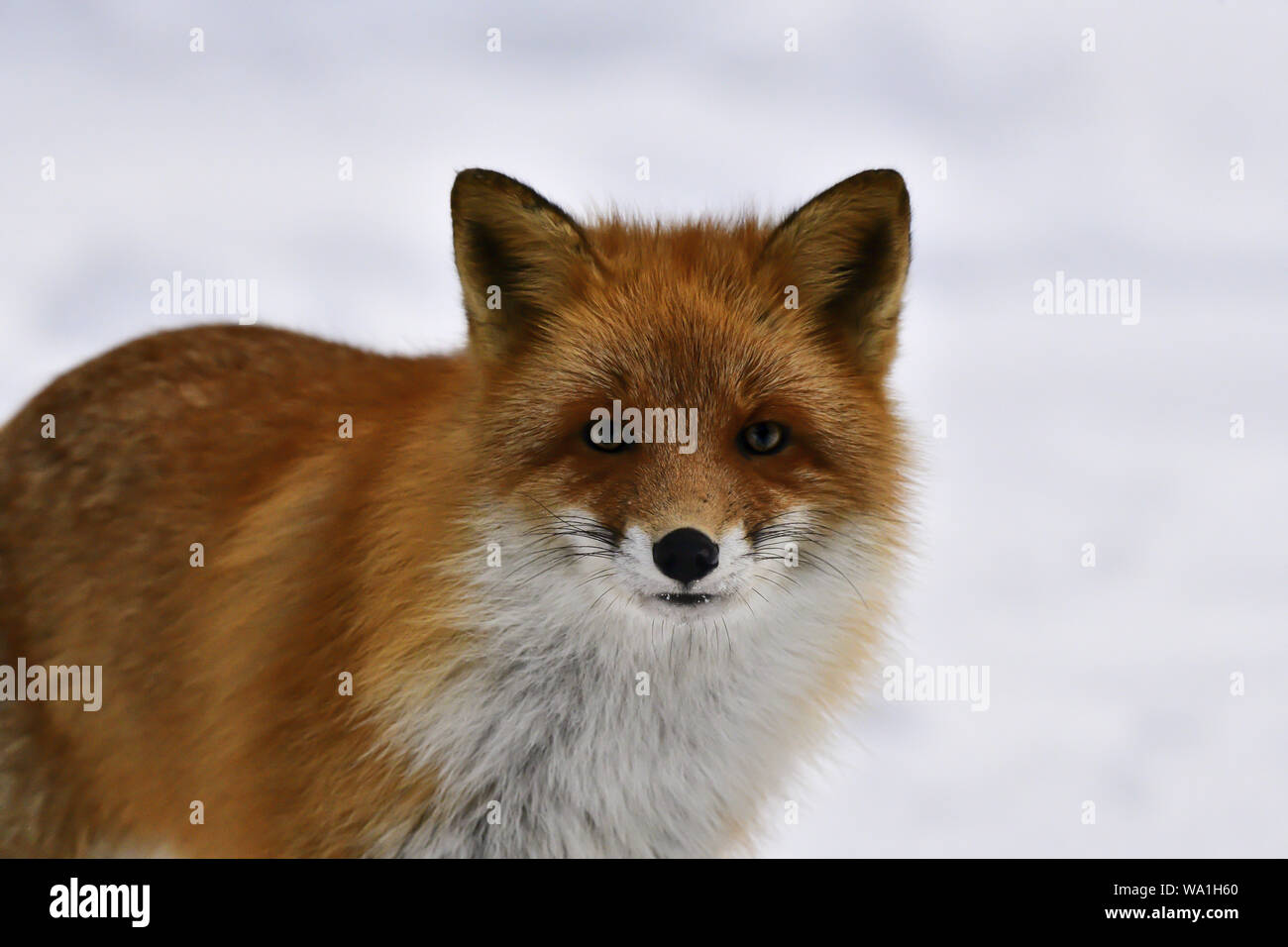 Hokkaido red fox japan hi-res stock photography and images - Alamy