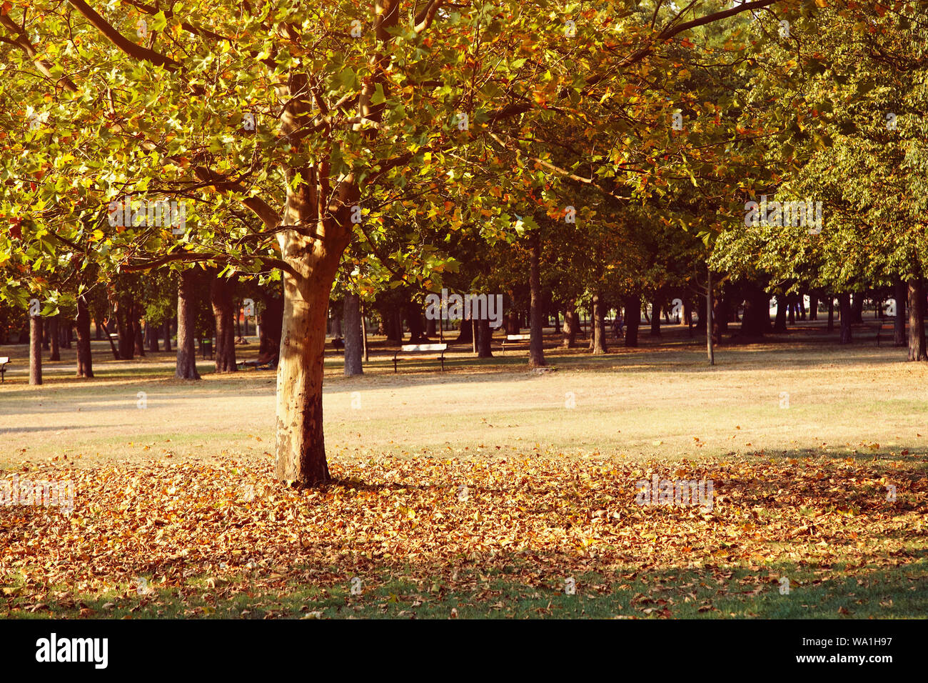 yellowing sycamore in autumn scenic park. deciduous tree Stock Photo ...