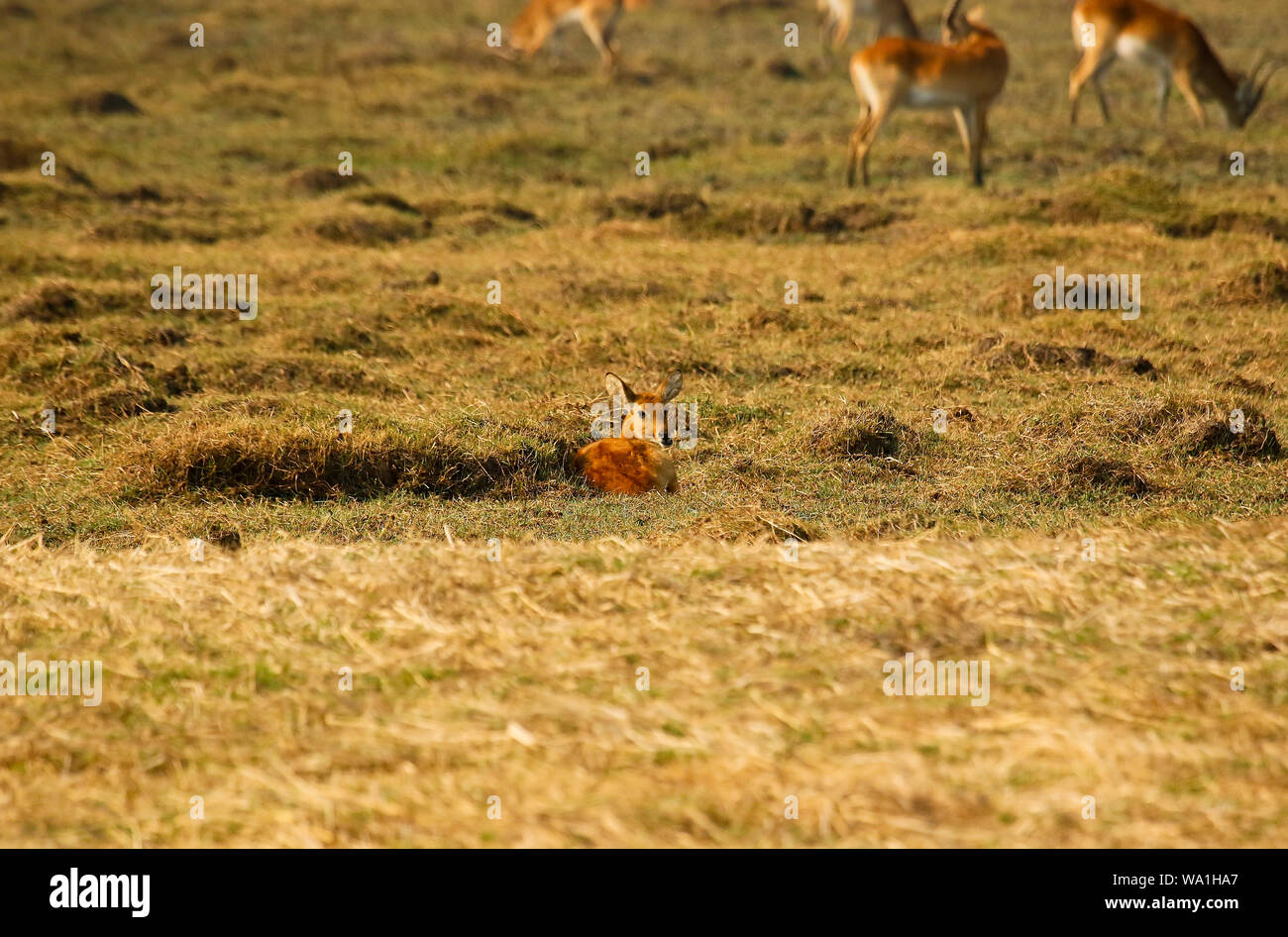Baby of Red lechwe (Kobus leche leche) in Busanga Plains. Kafue ...