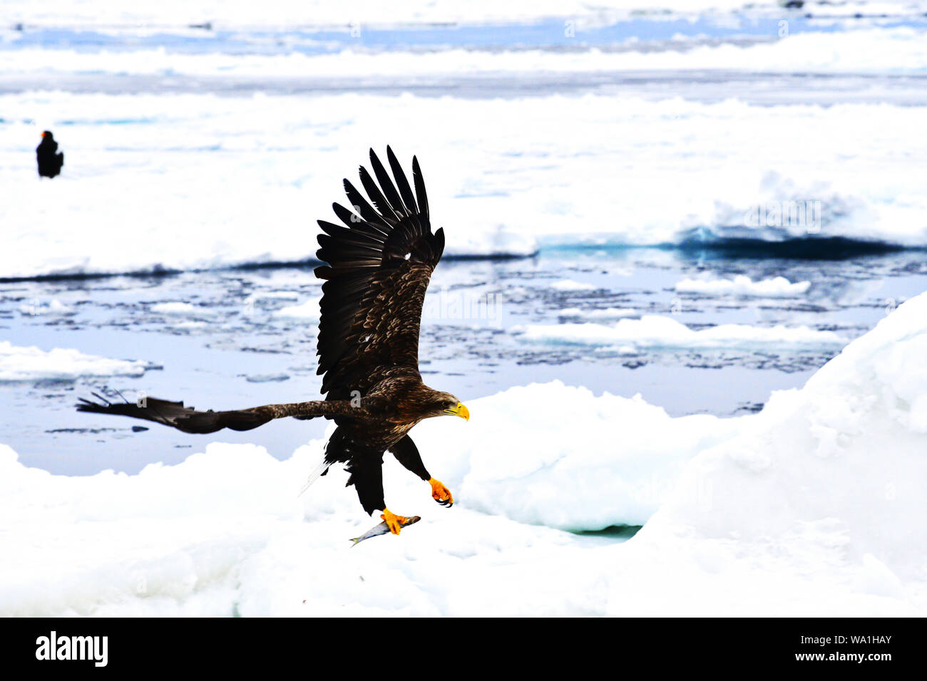 Action capture of birds hi-res stock photography and images - Alamy