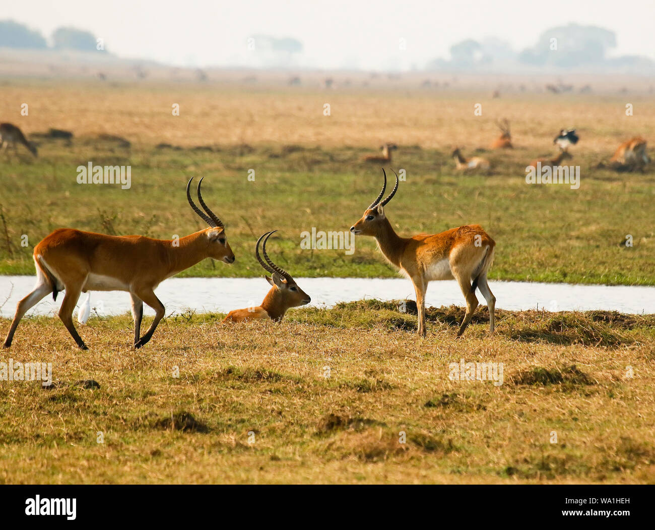 Kafue lechwe hi-res stock photography and images - Alamy