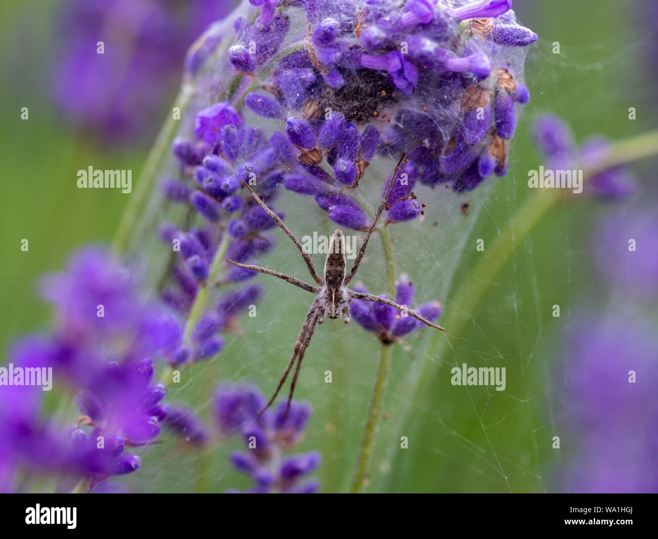 Nursery spider web protecting its young on lavender Stock Photo - Alamy