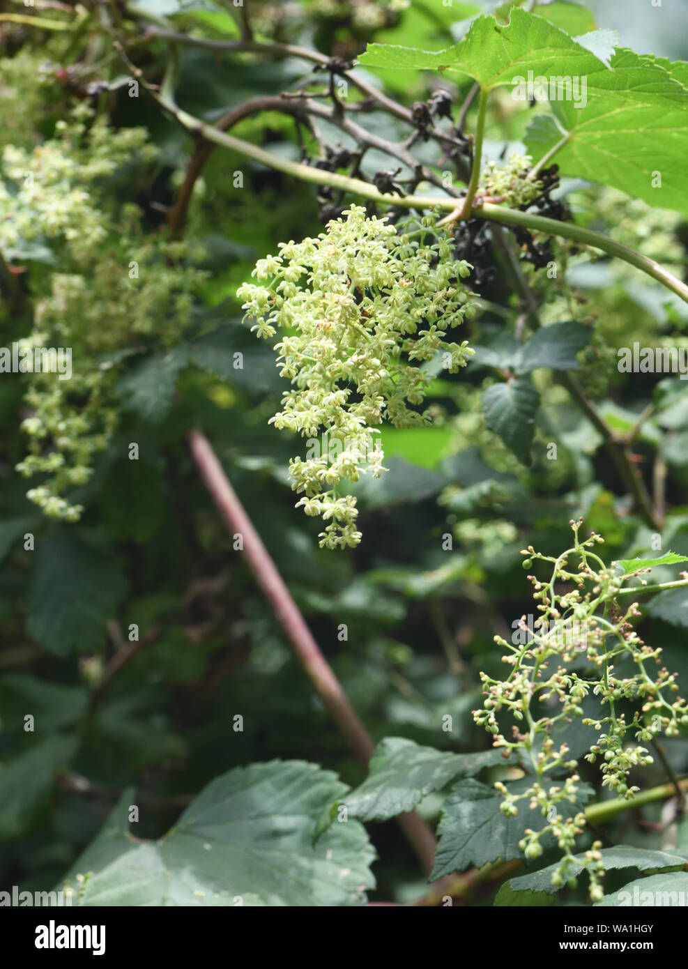 Male flowers of the common hop (Humulus lupulus). Hops are dioecious ...