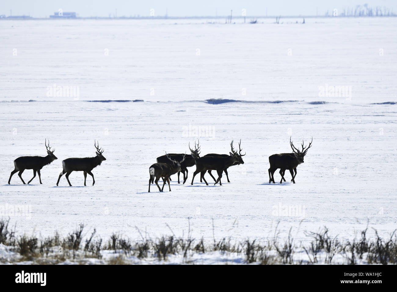 Red deer and animals hi-res stock photography and images - Alamy