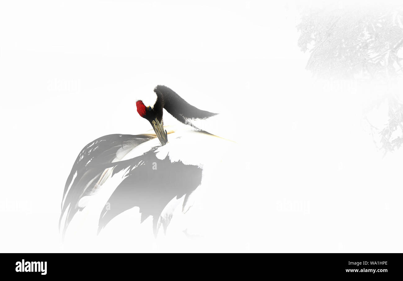 The pine crane fog (born Stock Photo - Alamy