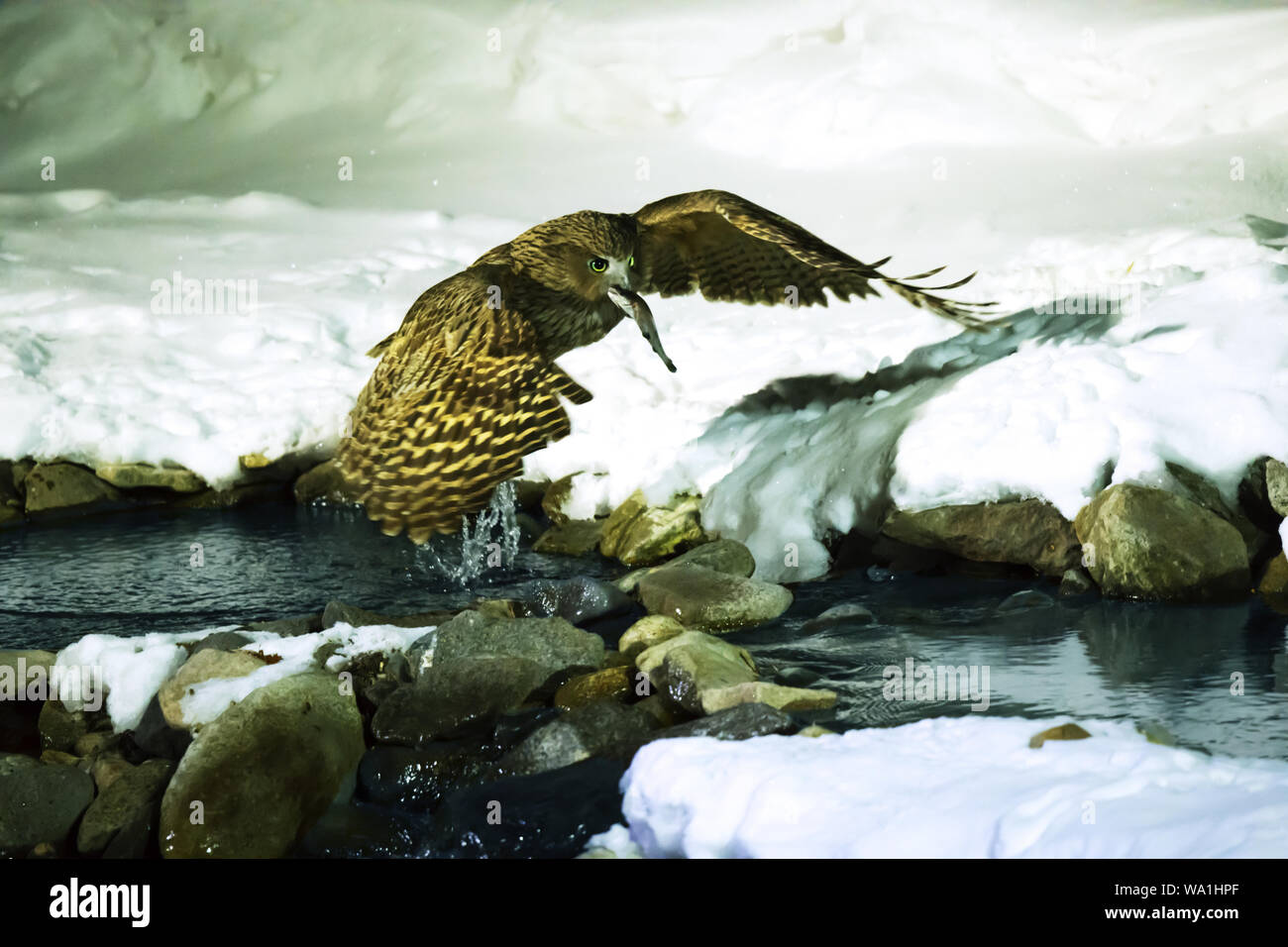 Owl capture fish hi-res stock photography and images - Alamy