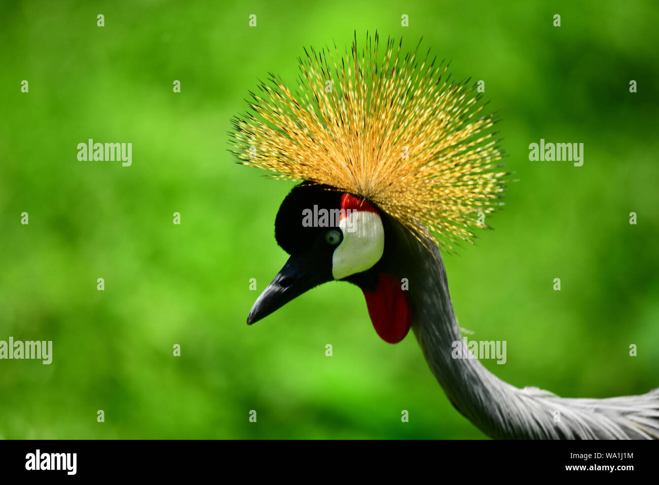 Grey crown crane Stock Photo - Alamy