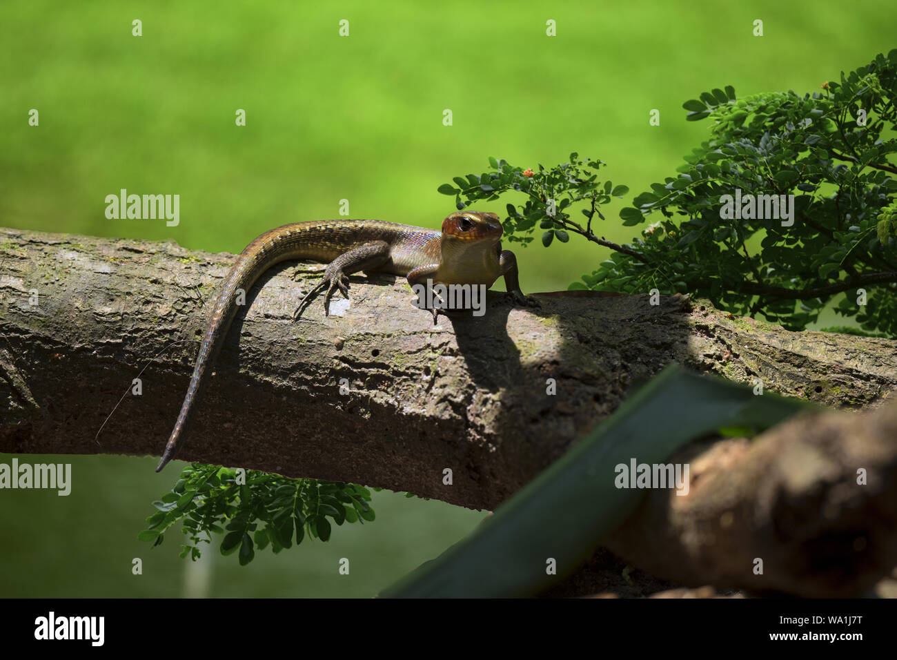 Lizard features hi-res stock photography and images - Alamy
