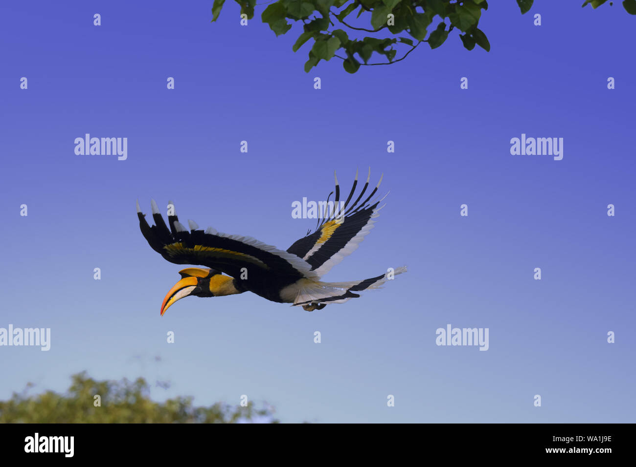 Right two horns hi-res stock photography and images - Alamy