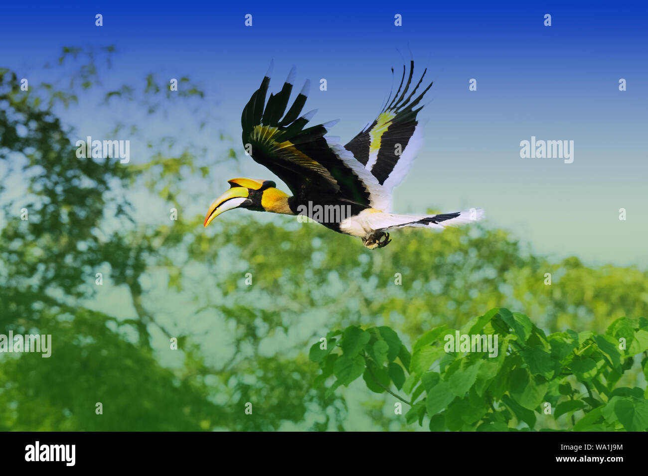 Two horns hornbills Stock Photo - Alamy