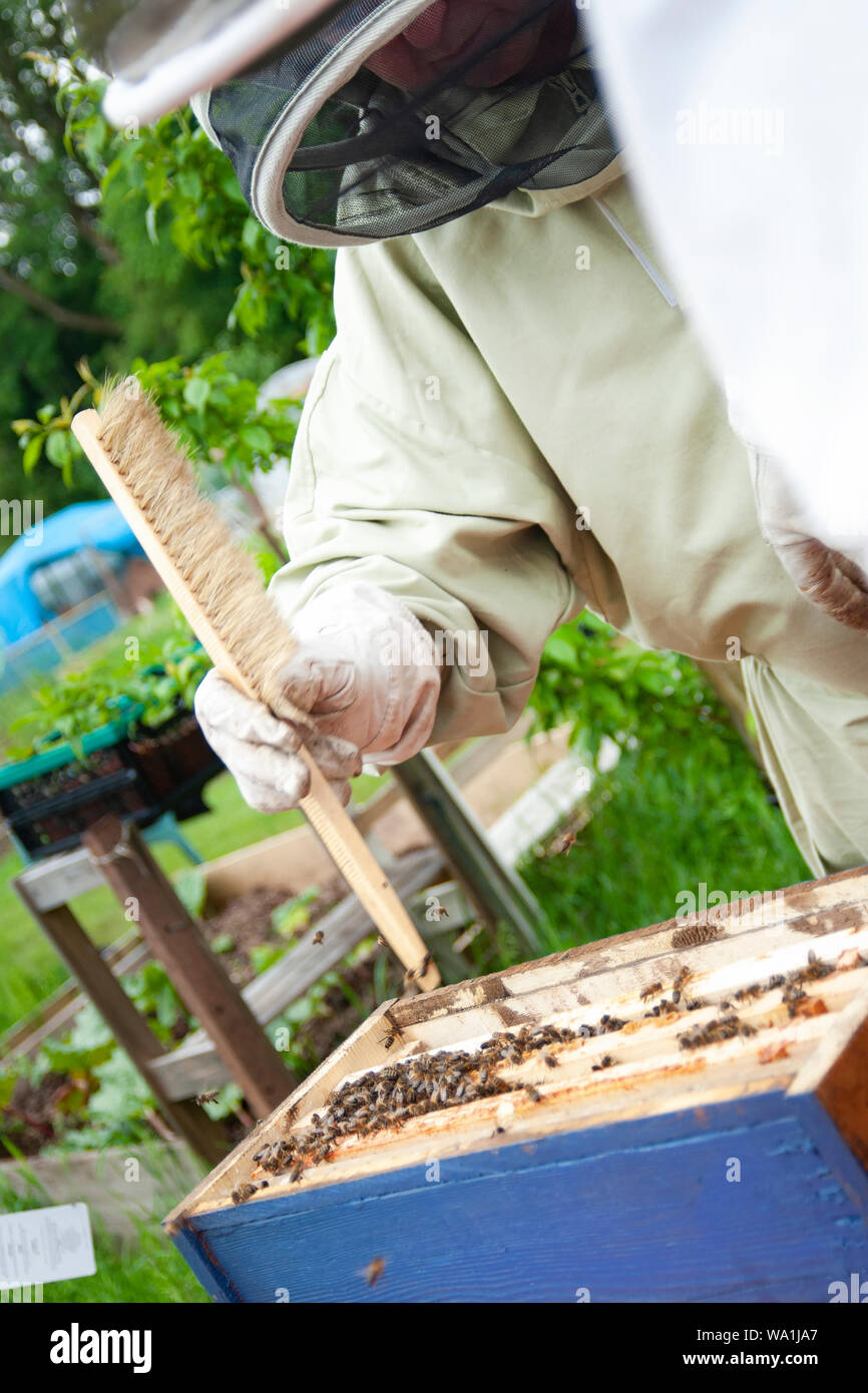Wild bee hive hi-res stock photography and images - Alamy