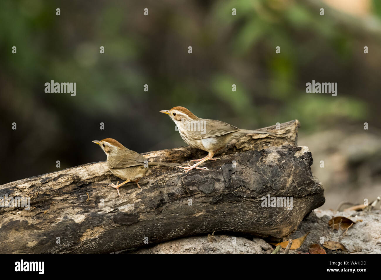 See the first plants Stock Photo - Alamy