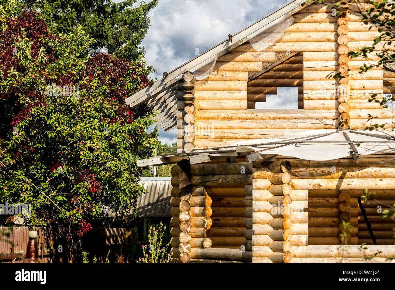 Construction of a wooden residential building. Walls made of round logs ...