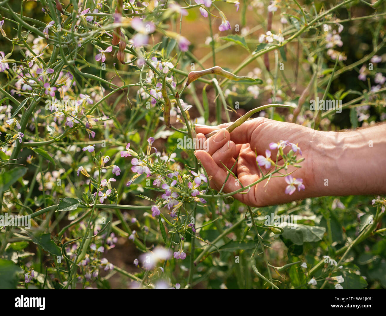 Tail Pod Radish High Resolution Stock Photography and Images - Alamy