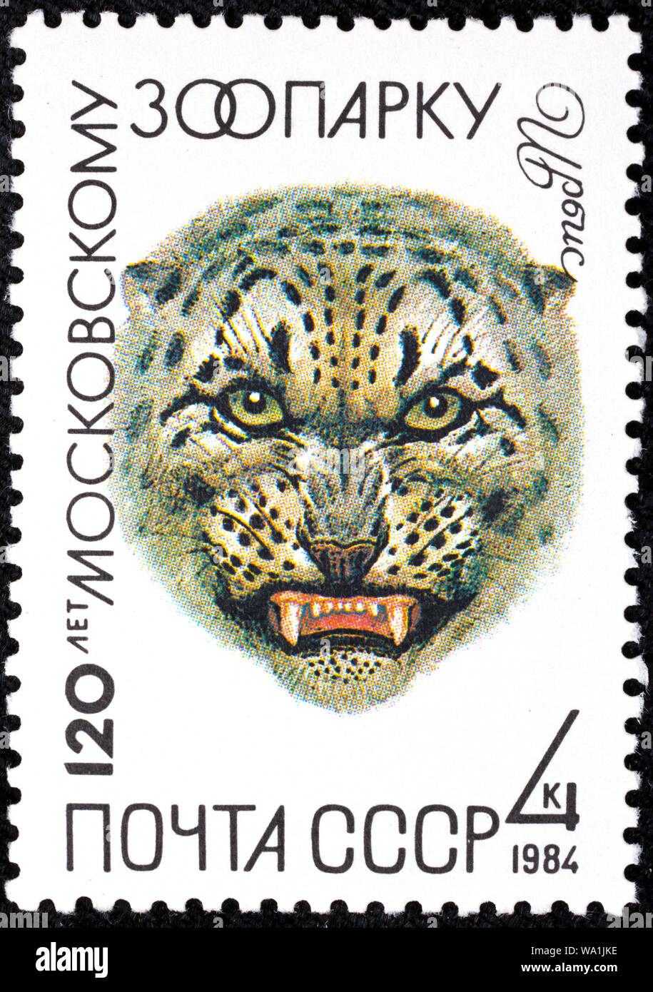 Panthera uncia, Snow Leopard, ounce, 120th Anniversary of Moscow Zoo ...