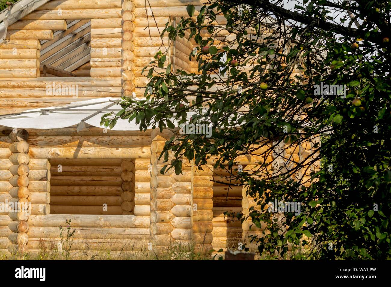 Construction of a wooden residential building. Walls made of round logs ...