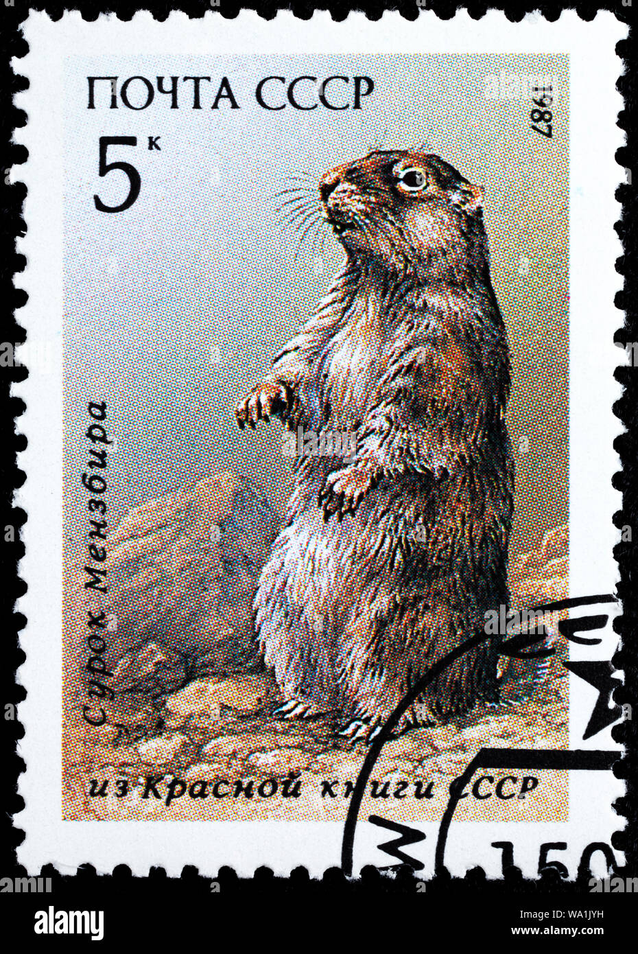 Marmota menzbieri, Menzbier's Marmot, postage stamp, Russia, USSR, 1987 ...