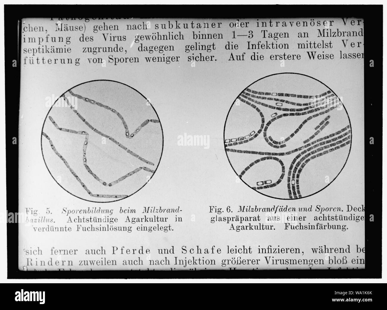 BIOLOGIST. GERM CULTURES Stock Photo - Alamy