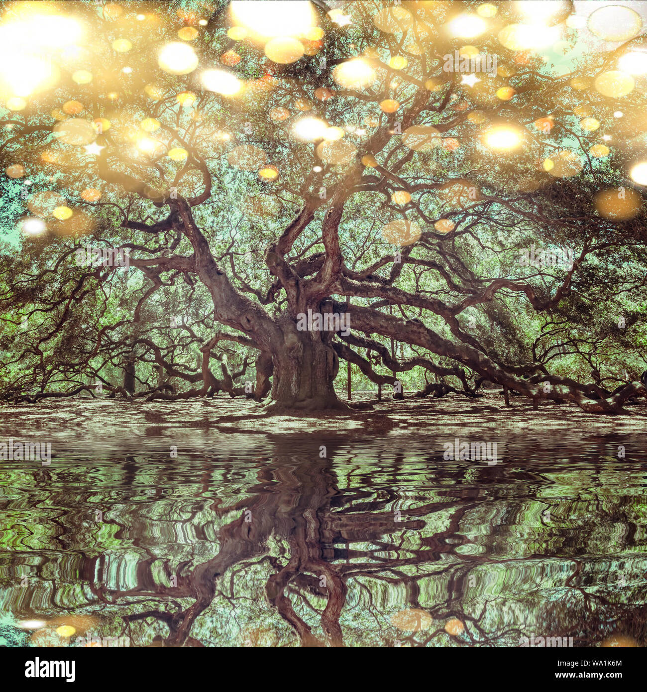 1000 year old angel oak tree, South Carolina Stock Photo - Alamy