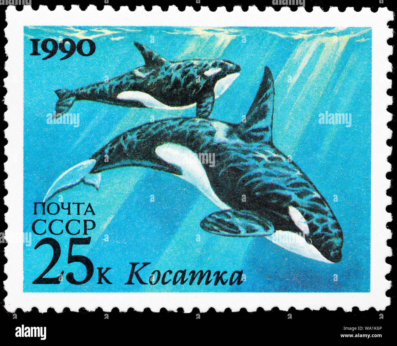 Orca, Killer Whale, Orcinus orca, postage stamp, Russia, USSR, 1990 ...
