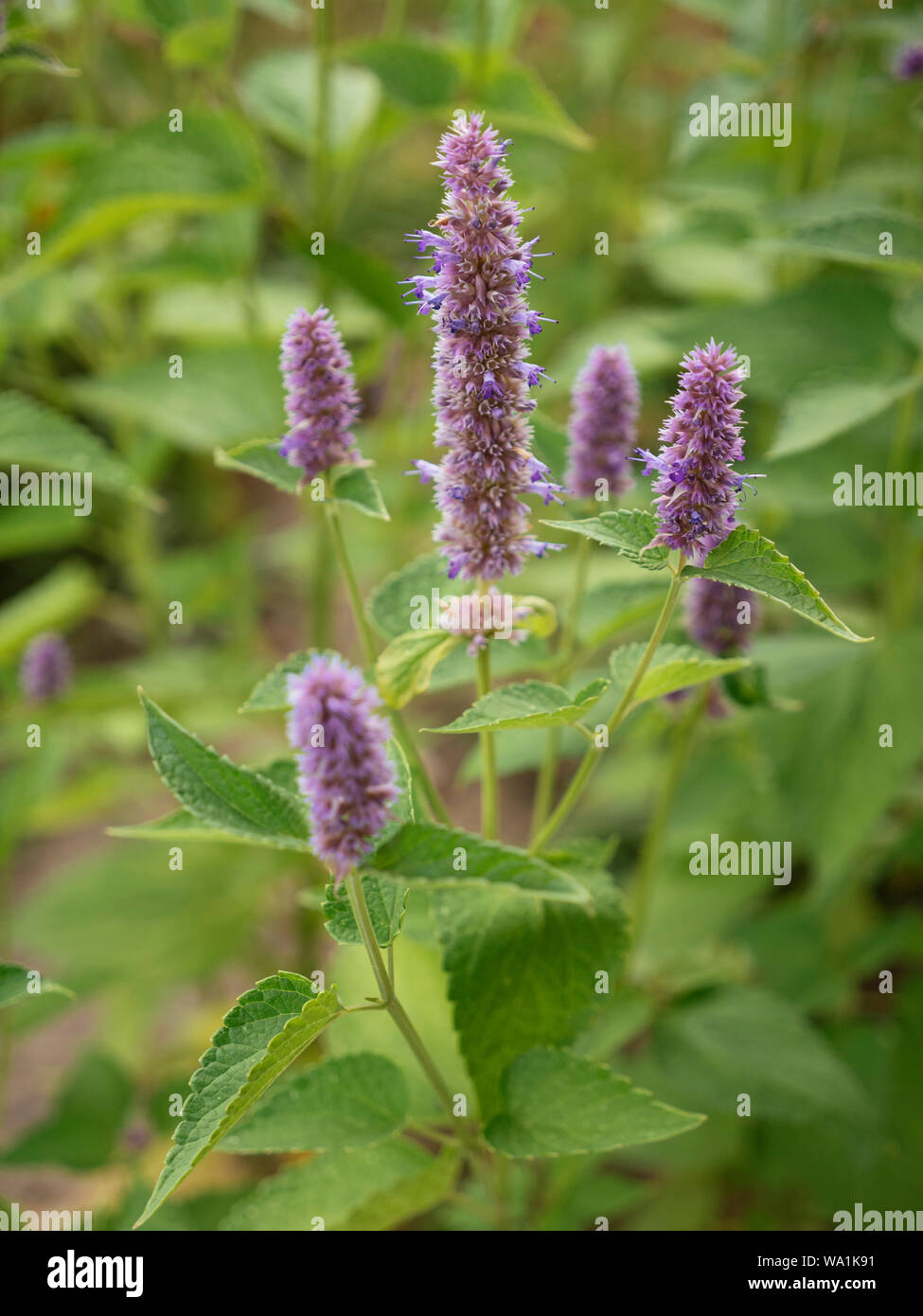 Blooming Anise Hyssop plants in a herb garden Stock Photo - Alamy