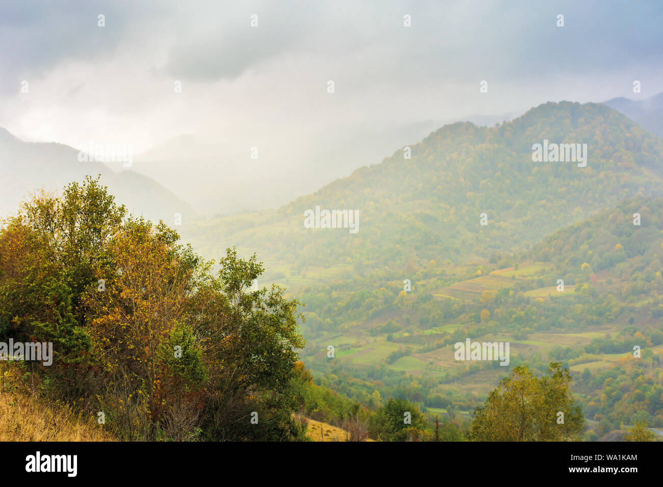 autumn rainy day in mountains. beautiful nature background. trees on ...