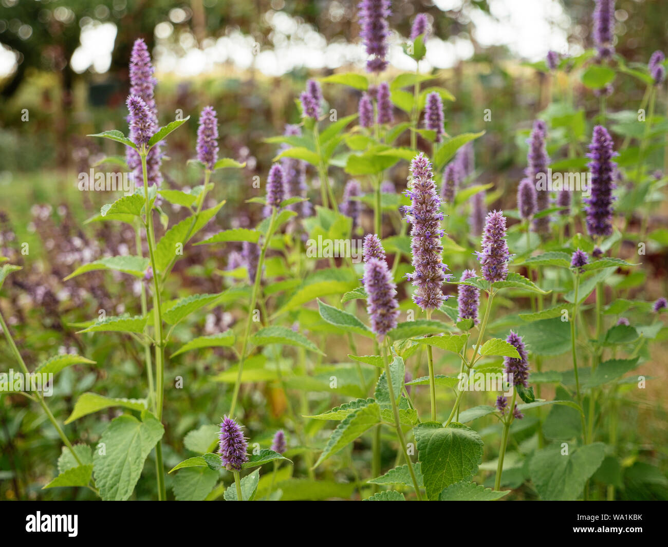 Hyssop hi-res stock photography and images - Alamy