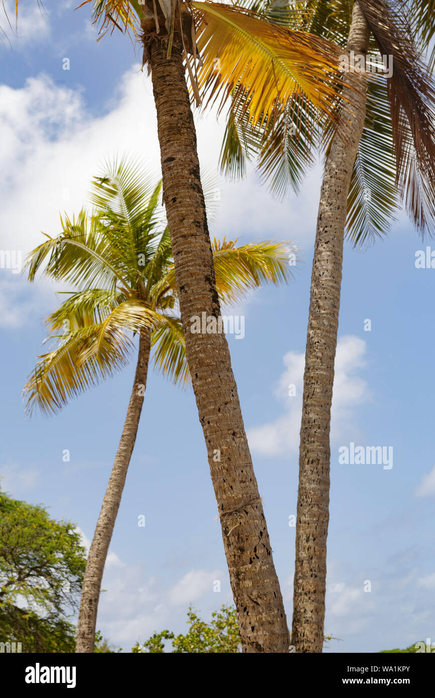 Palm trees in Martinique Stock Photo - Alamy
