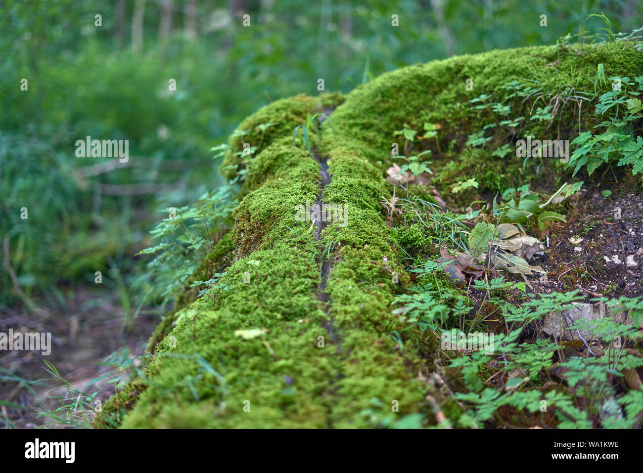 Steinerne rinne hi-res stock photography and images - Alamy