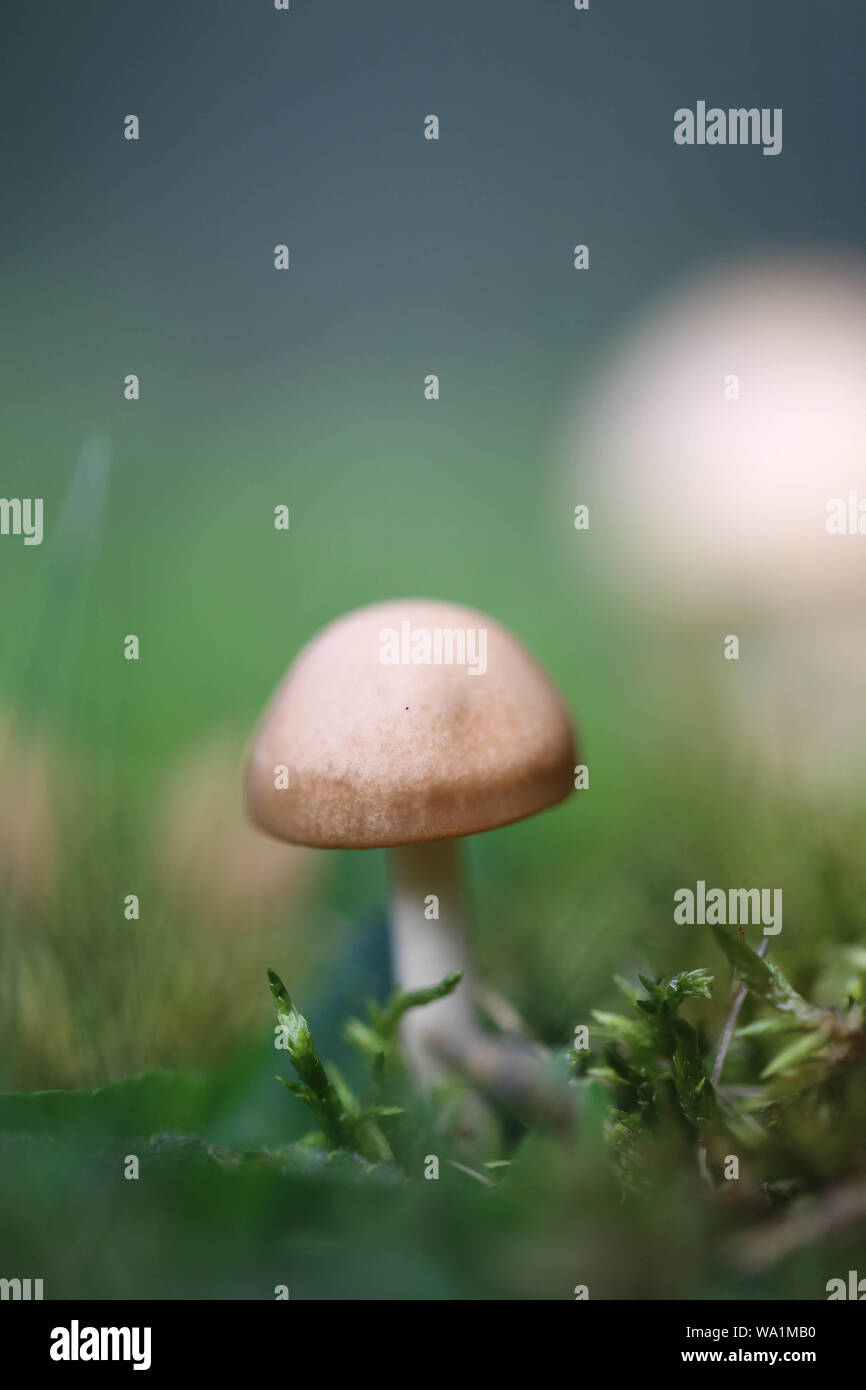 Pilze im gras hi-res stock photography and images - Alamy