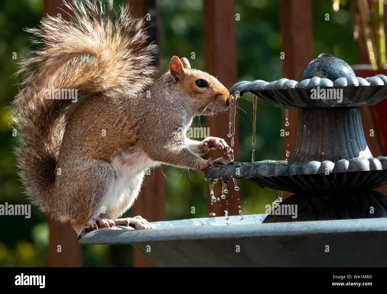 Animal drinking water hi-res stock photography and images - Alamy