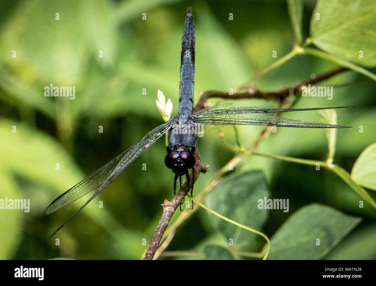 Little wings hi-res stock photography and images - Alamy