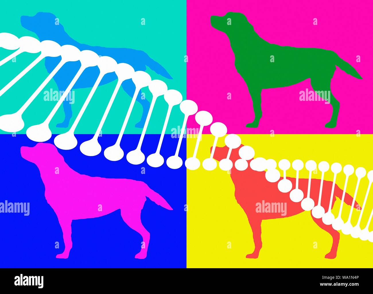 DNA and dogs, illustration Stock Photo - Alamy