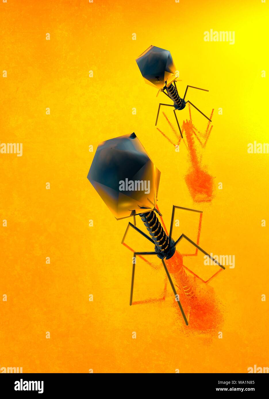 Escherichia virus T4, illustration Stock Photo - Alamy